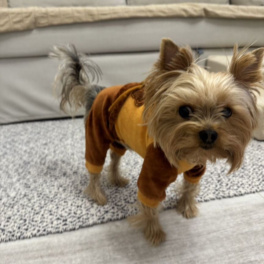 Кофта с капюшоном для собаки