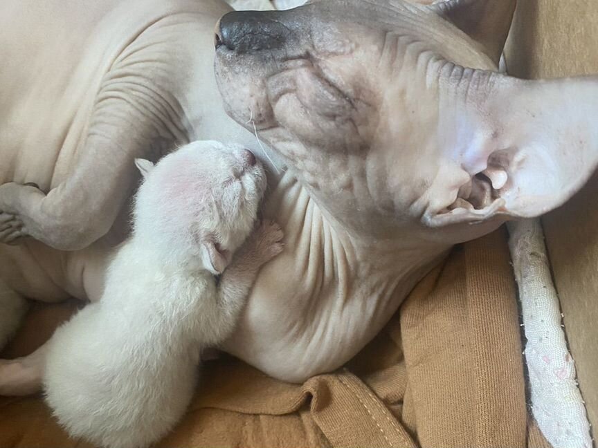 Донской сфинкс браш котята