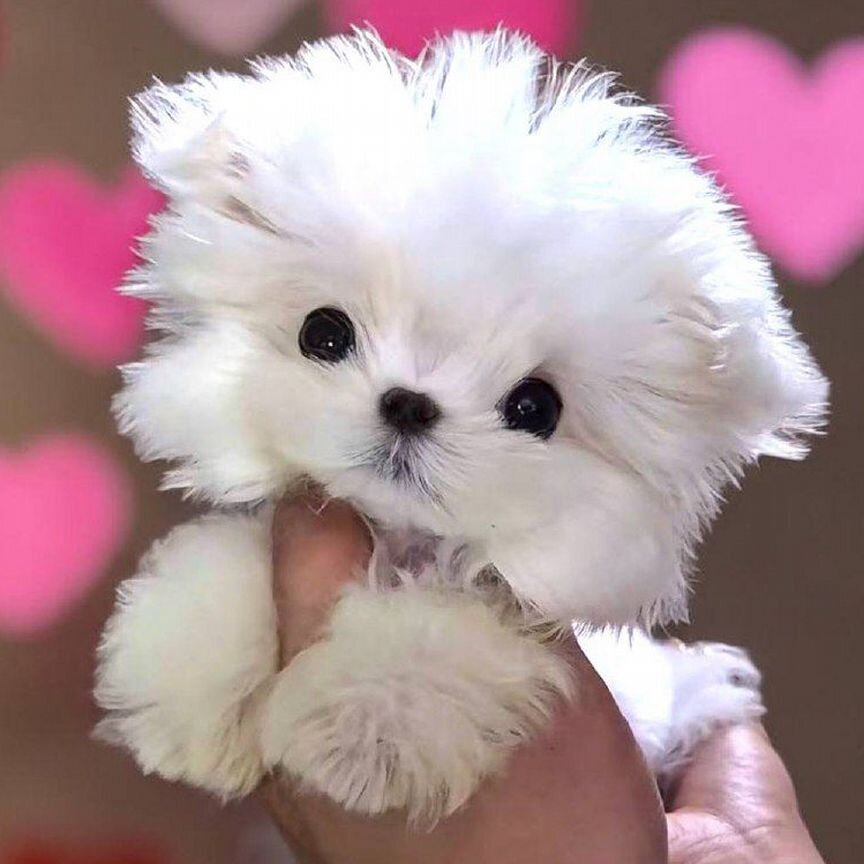 Мальтийская болонка, щенок