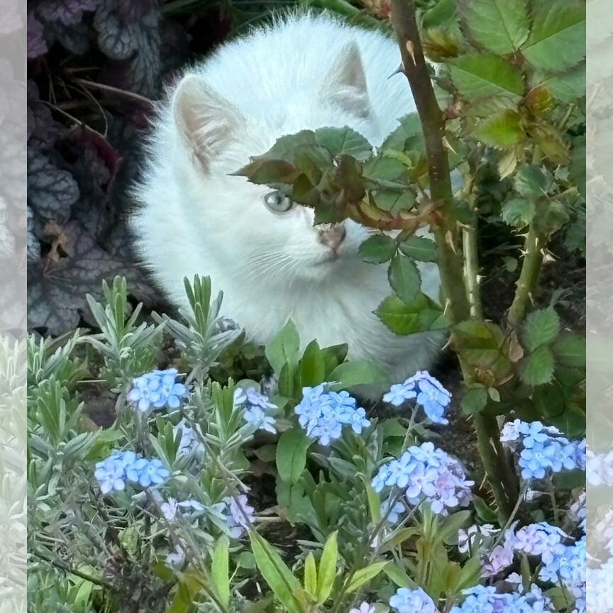 Котёнок в добрые руки