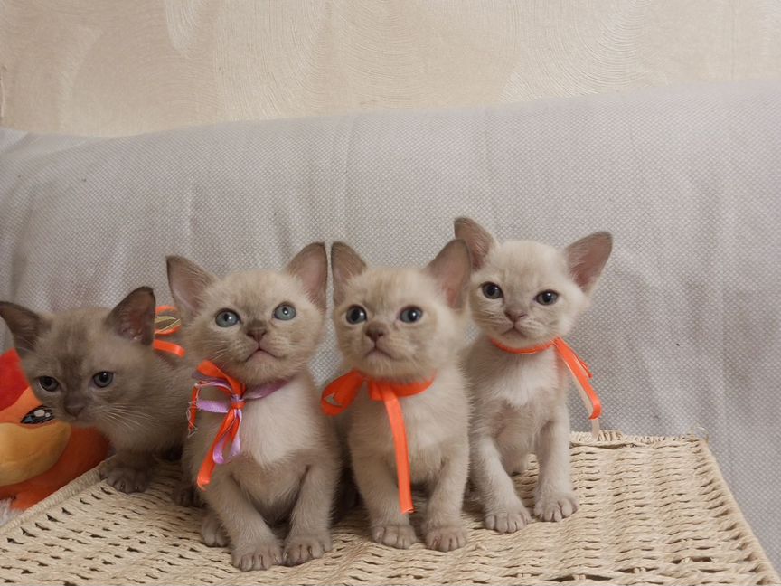 Бурманские котята
