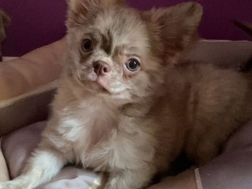 Мальчик редкого тигрового окраса РКФ чихуахуа