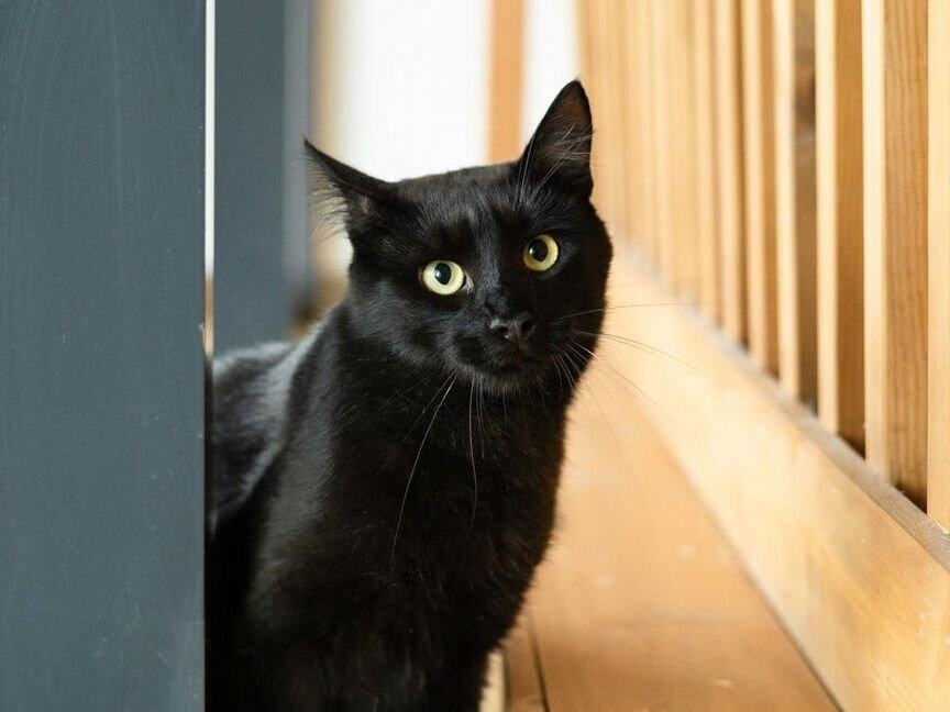 Красивый чёрный котик