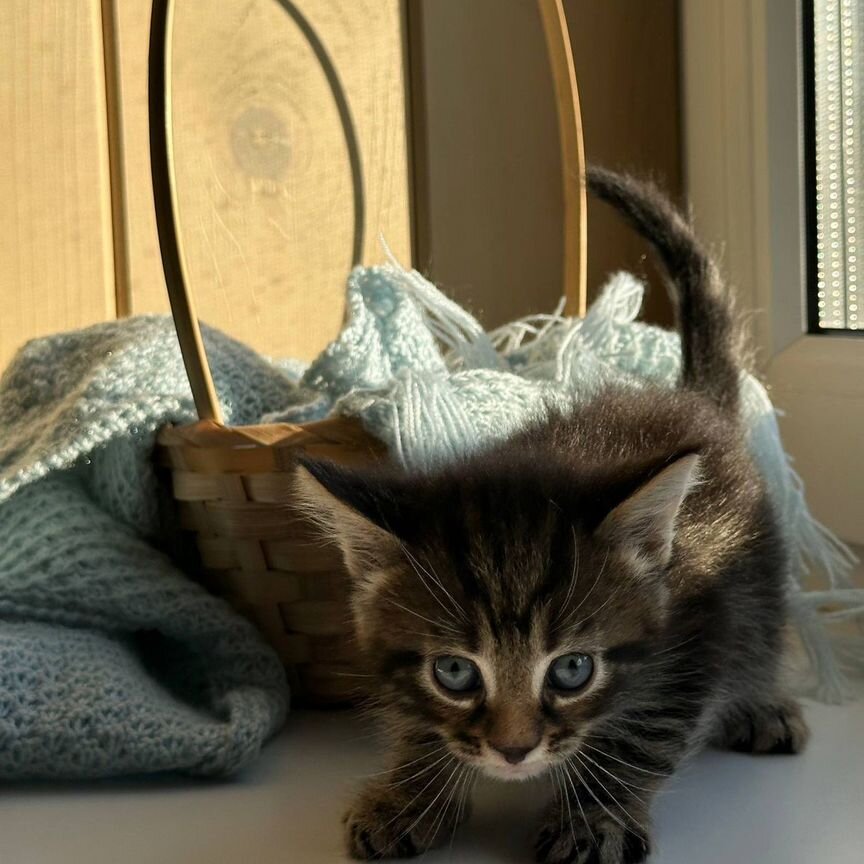 Котёнок в добрые руки