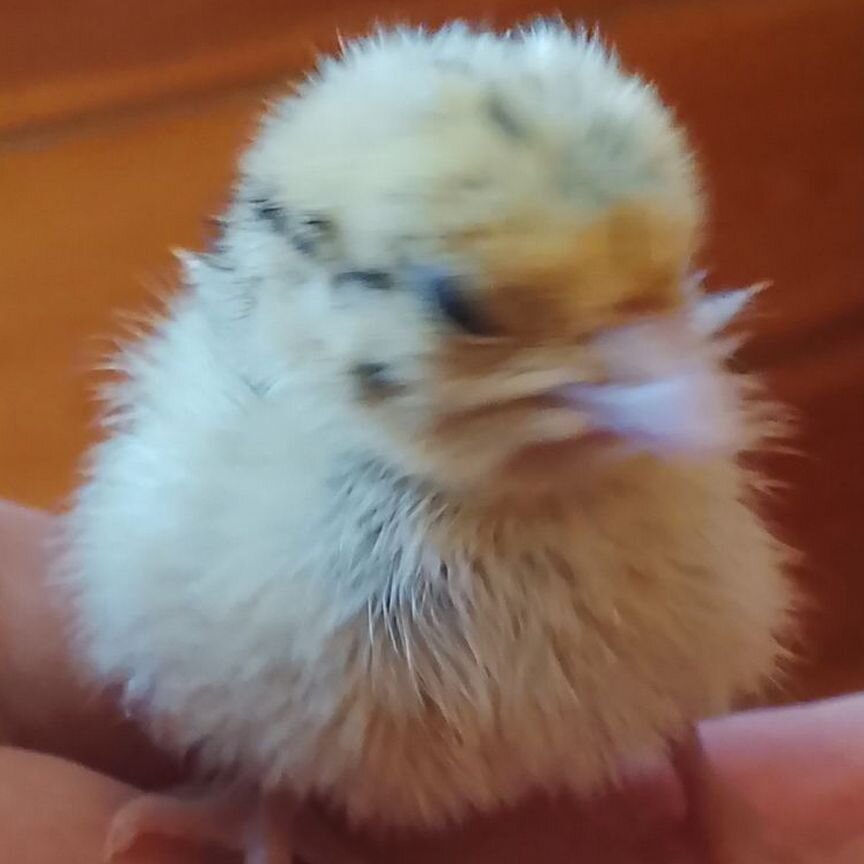 Переппелята