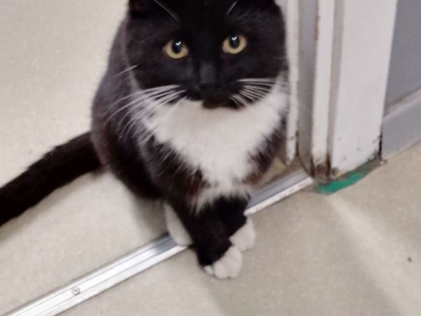 Коты в добрые руки