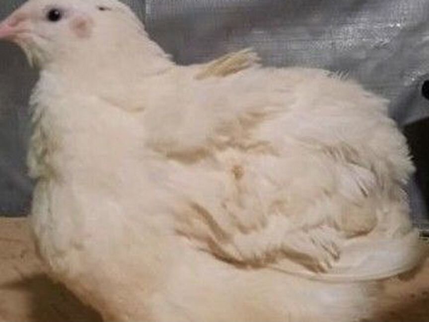 Перепелки, яйцо