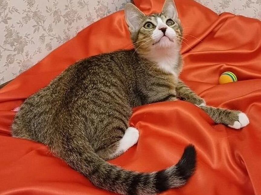 Котята в добрые руки даром