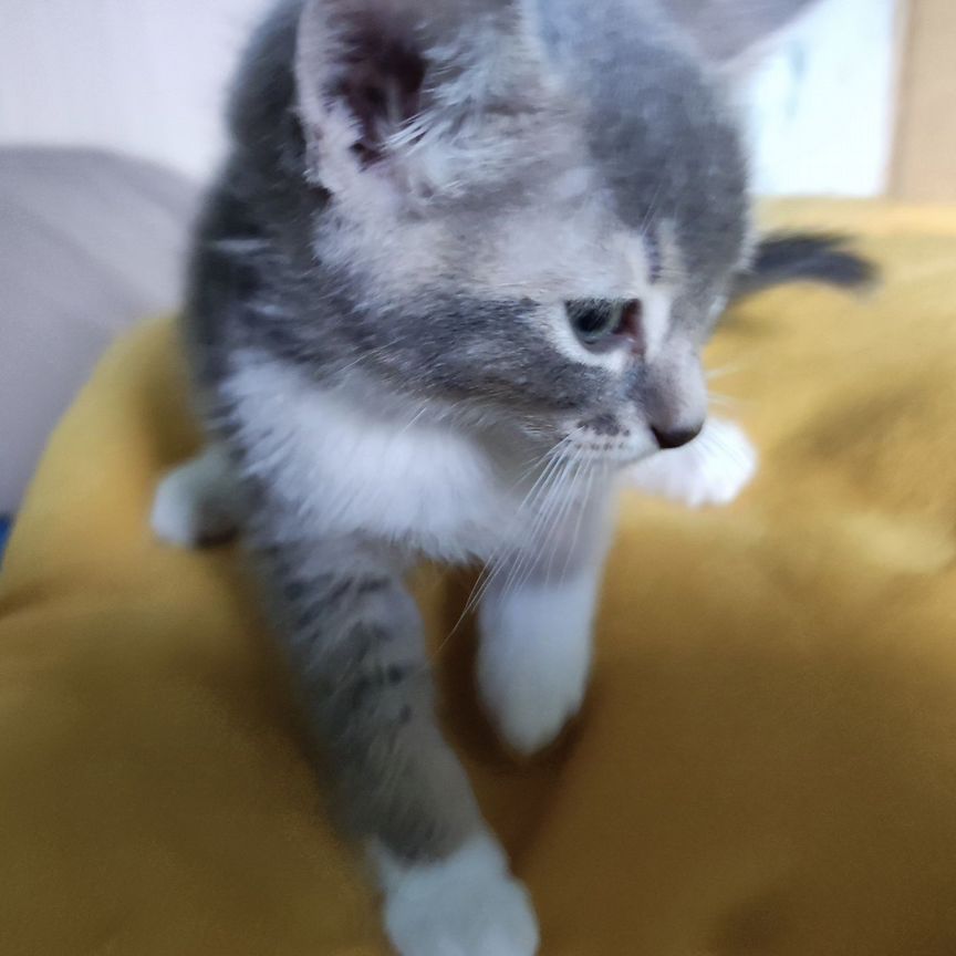 Абиссинец по папе котенок