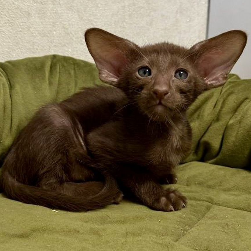 Ориентальный котёнок