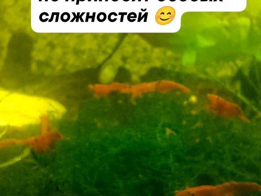 Креветки аквариумные