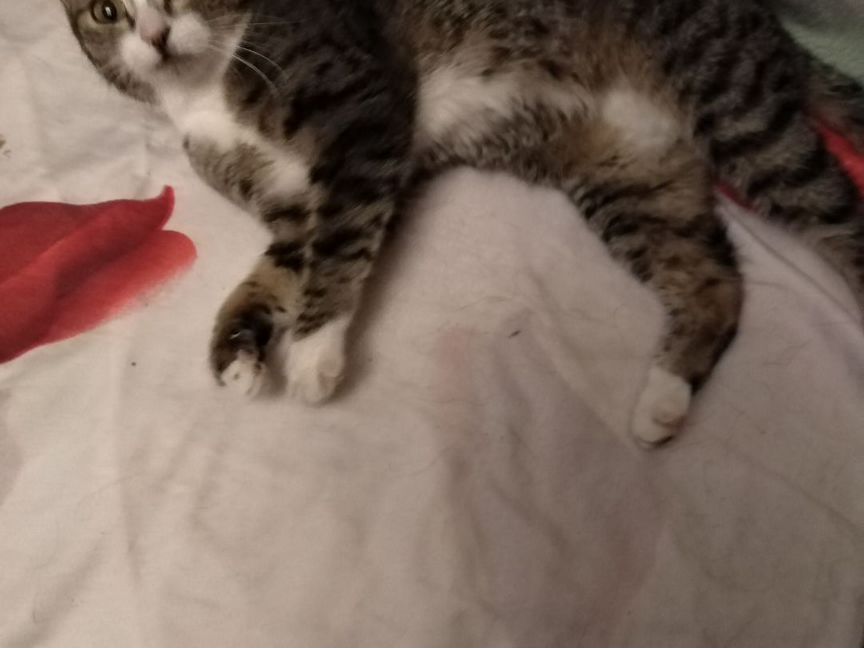 Кошка в дар бесплатно