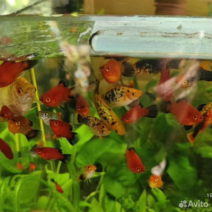 Рыба Пецилии