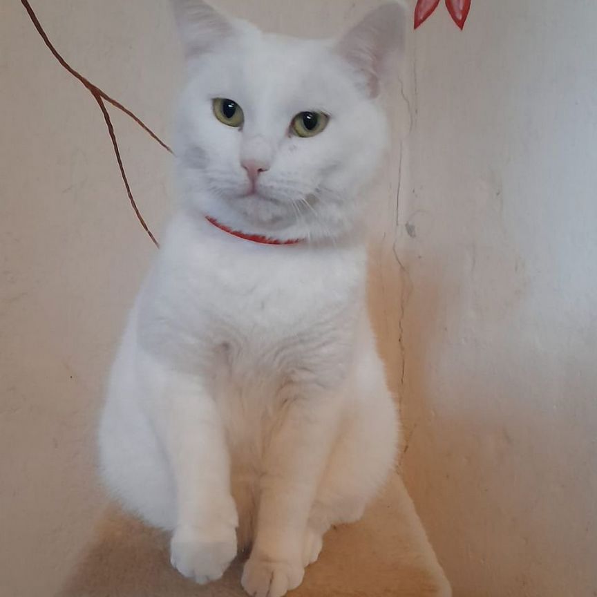 Стерилизованная Снежа