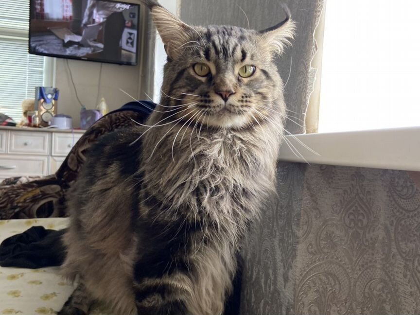 Мейн-кун вязка