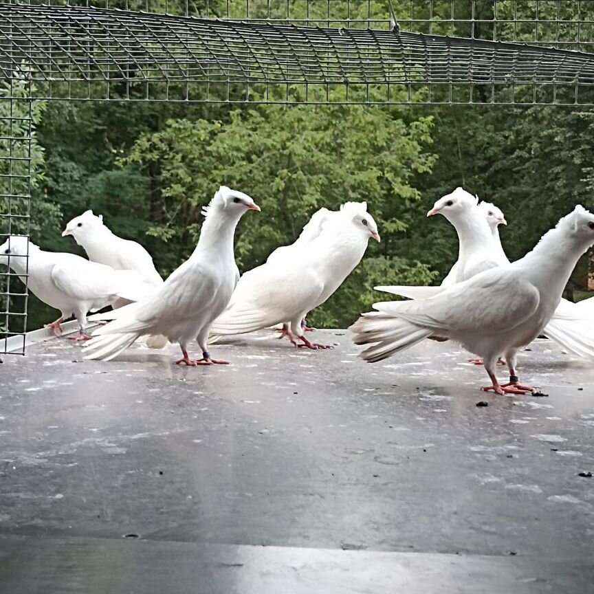 Гданьские сокола