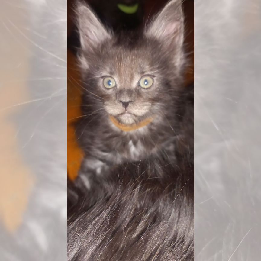 Мейн-кун котёнок