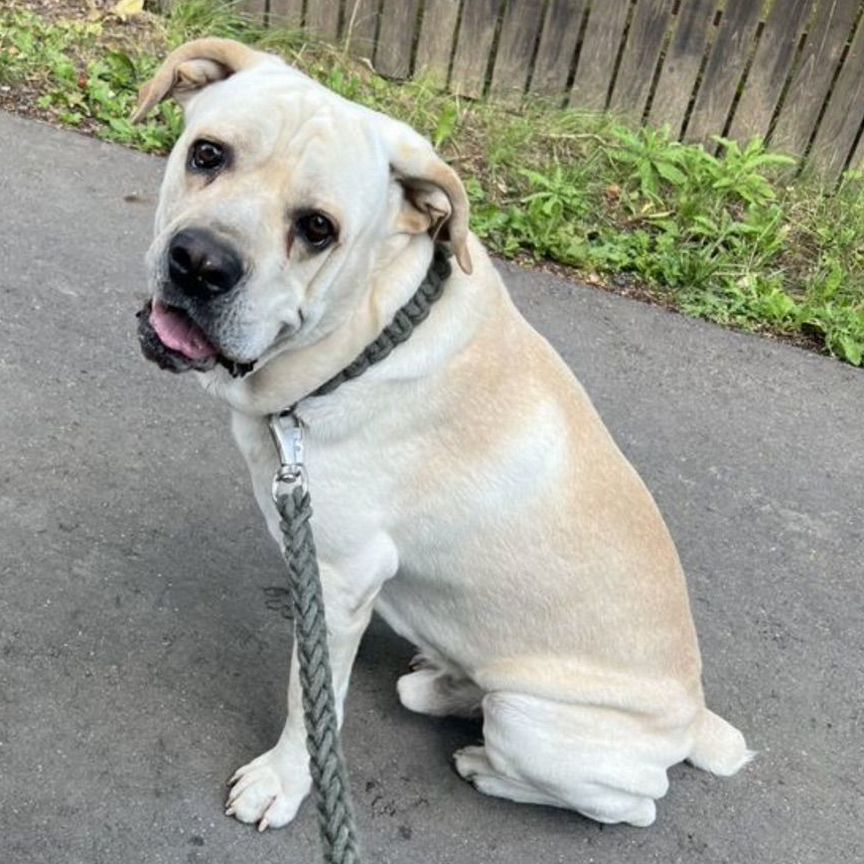 Собака в добрые руки отдам бесплатно