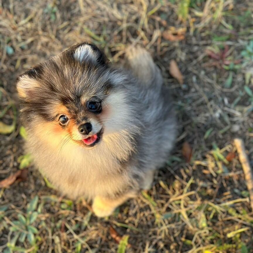 Померанский шпиц девочка