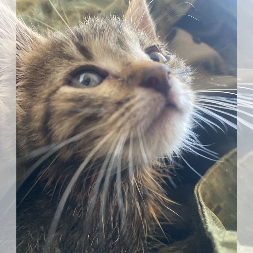 Котенок в добрые руки
