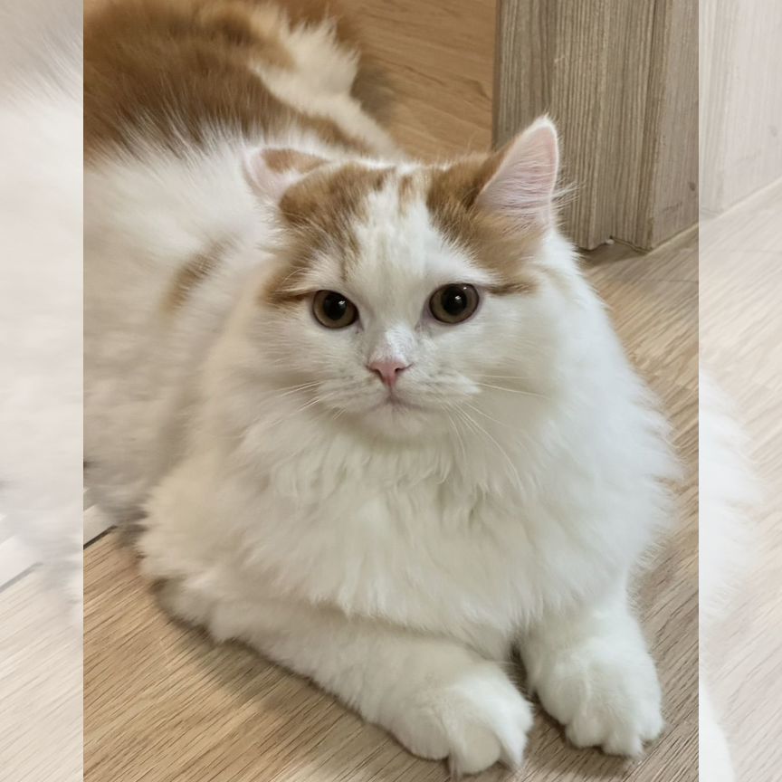 Британский длинношёрстный котёнок