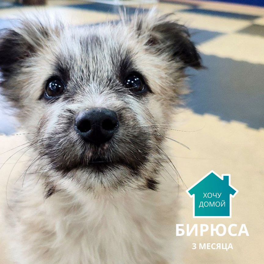 Бирюса - пушистая драгоценность