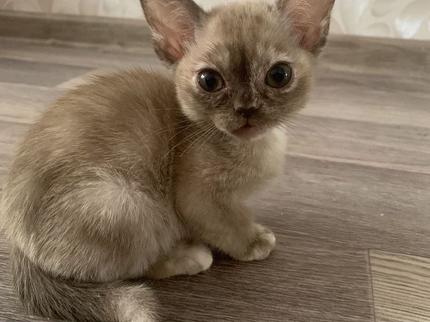 Бурманские котята