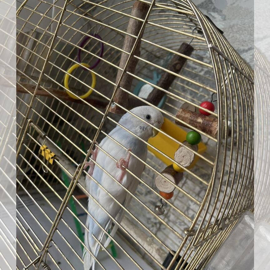 Волнистый попугай