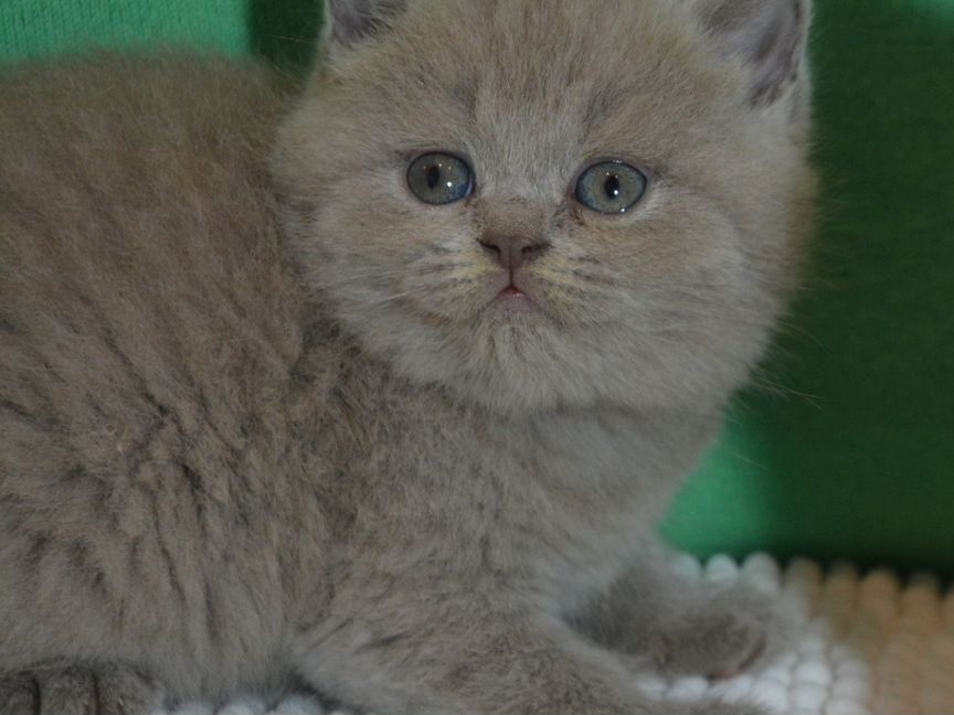 Лиловый британец