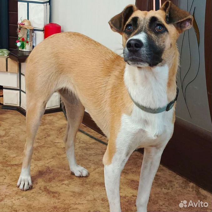 Еваша ищет дом бесподобная девочка