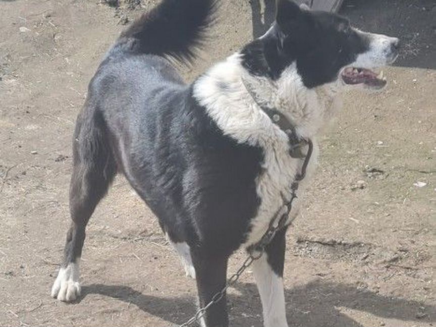 Мальчик год и два месяца помесь Хаски с лайкой