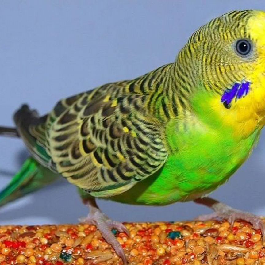 Волнистый попугай