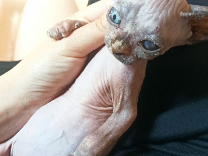Сфинкс девочка котёнок бесплатно