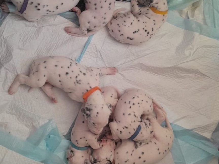 Щенки далматина