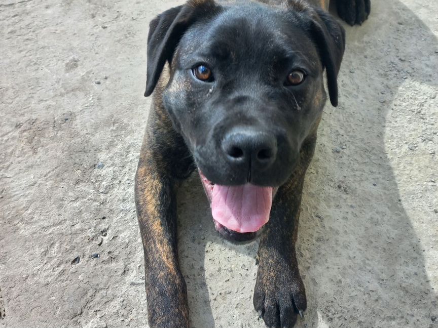 Собака Кане корсо