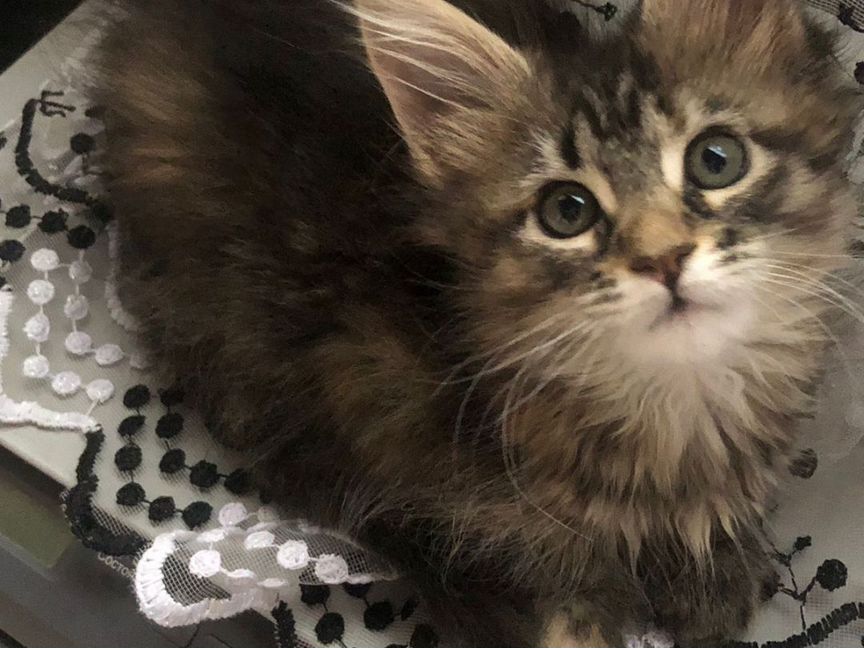 Котята мейн-кун