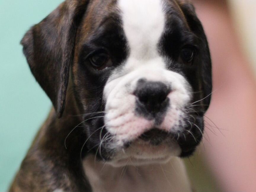 Щенок Боксера