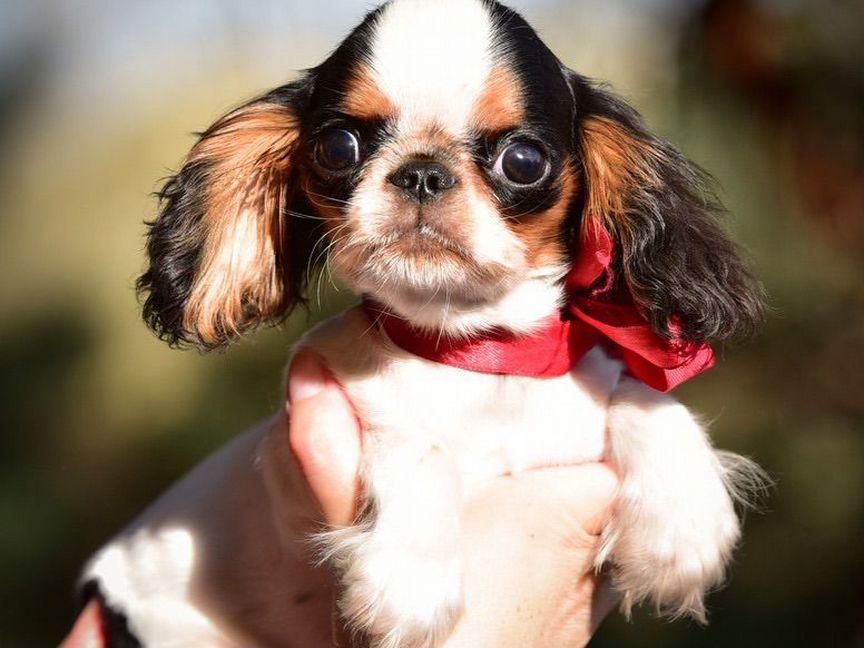 Кинг чарльз спаниель, мальчик