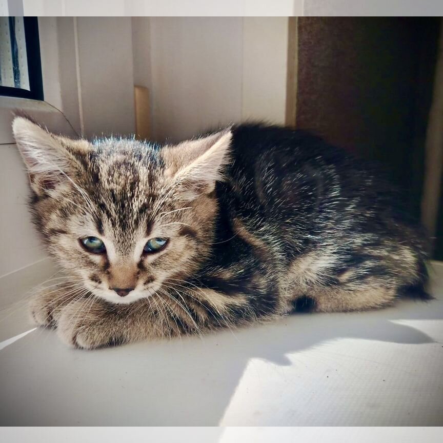 Котёнок в добрые руки