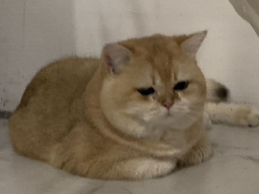 Британский кот вязка