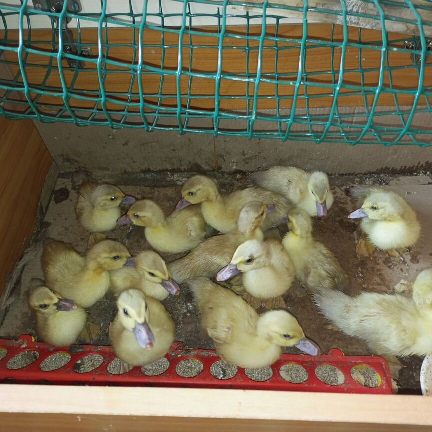 Продаются индоутята, возраст более 10 дней