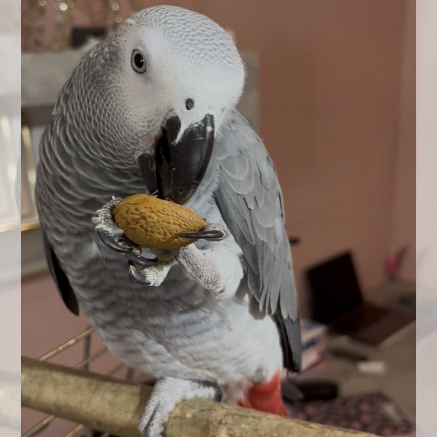 Говорящий попугай