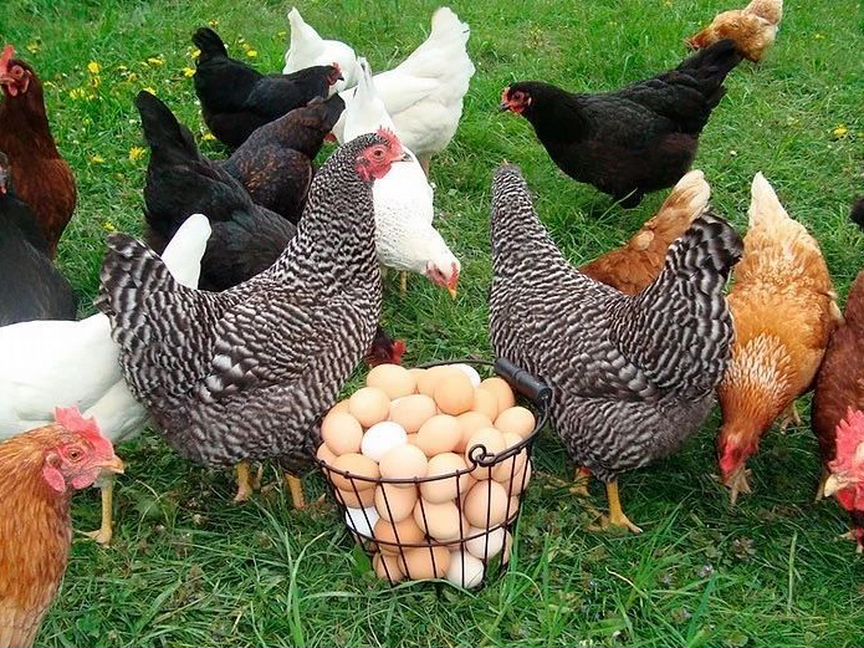 Куры несушки