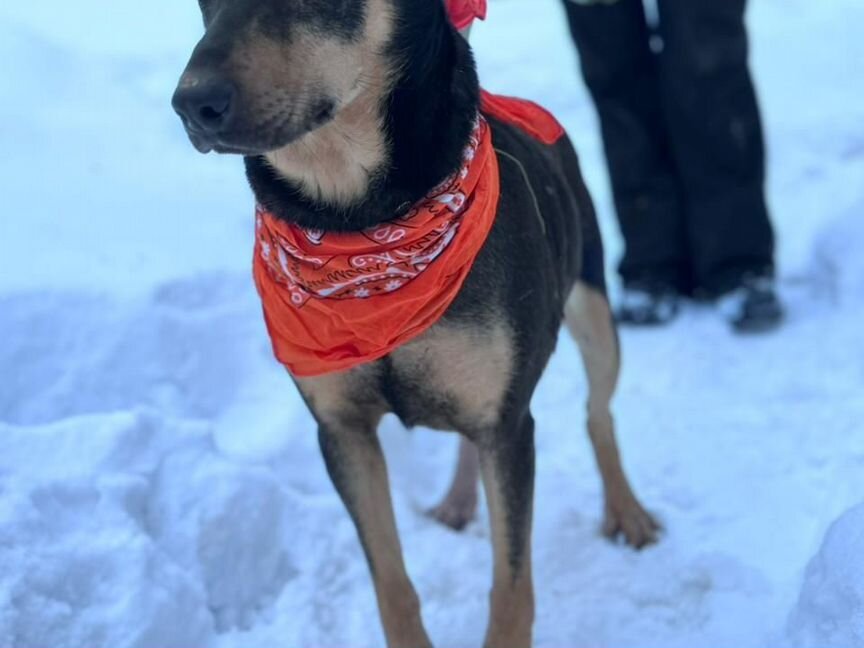 Цыпа собака из приюта Некрасовка