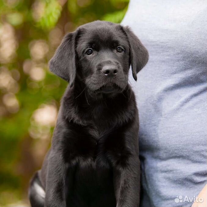 Щенок чёрного лабрадора-ретривера мальчик 3месяц