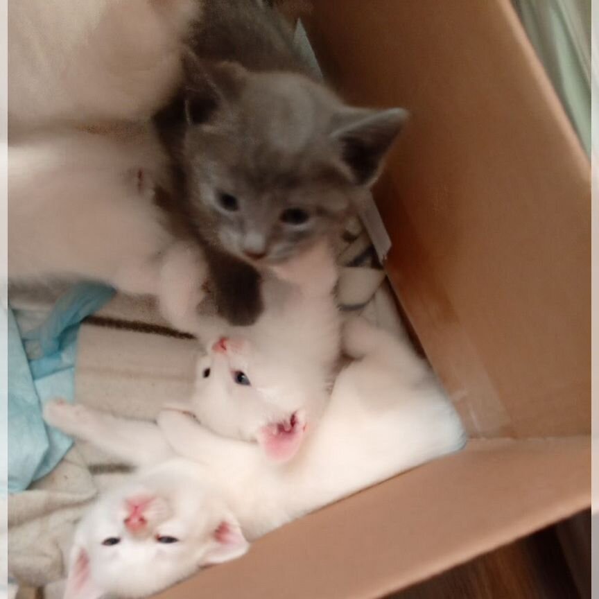 Котёнок в добрые руки