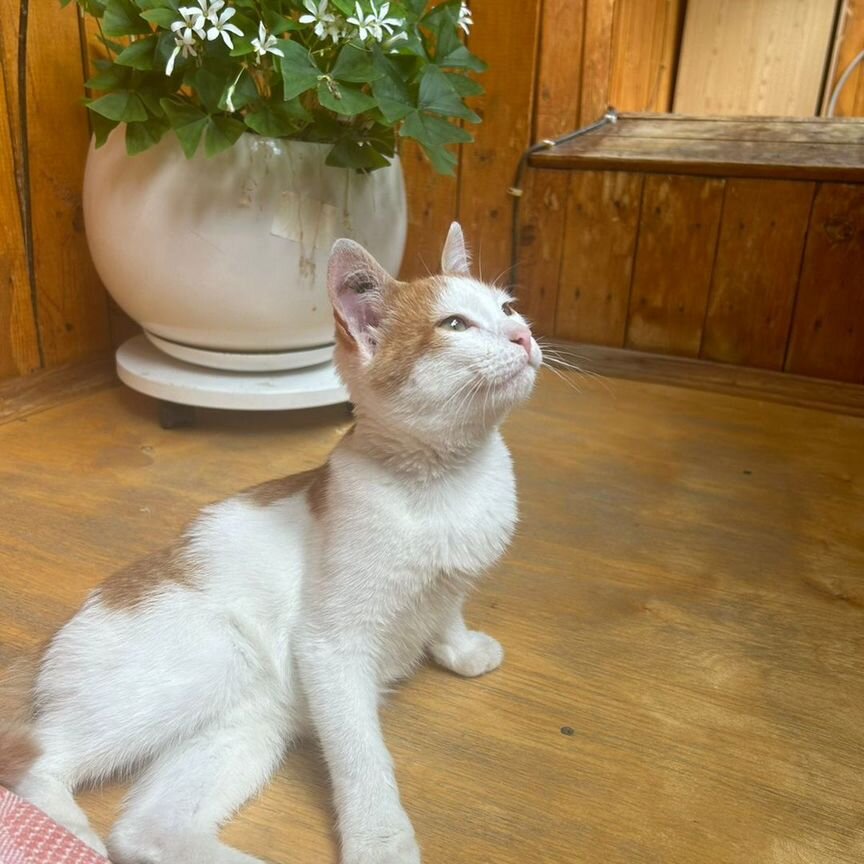 Котенок в добрые руки