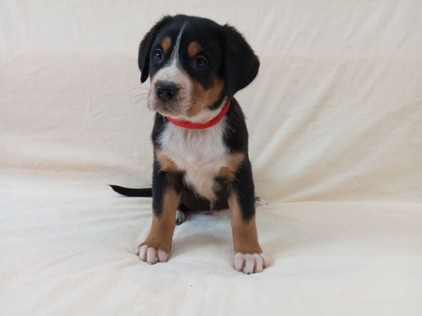 Щенки Гросса (Большого Швейцарского Зенненхунда)