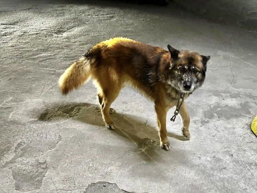 Собака кобель нужен дом или передержка