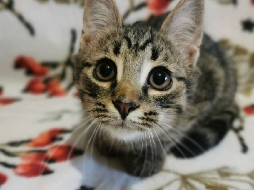 Котёнок Филя в добрые руки